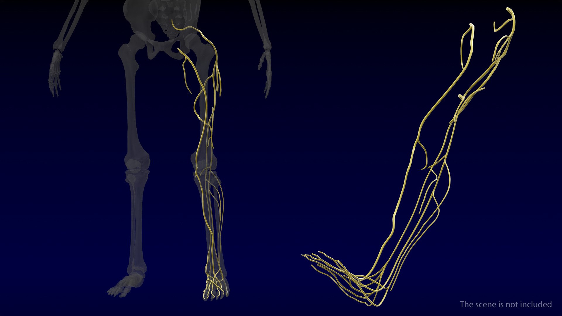 3D human leg nervous - TurboSquid 1459198