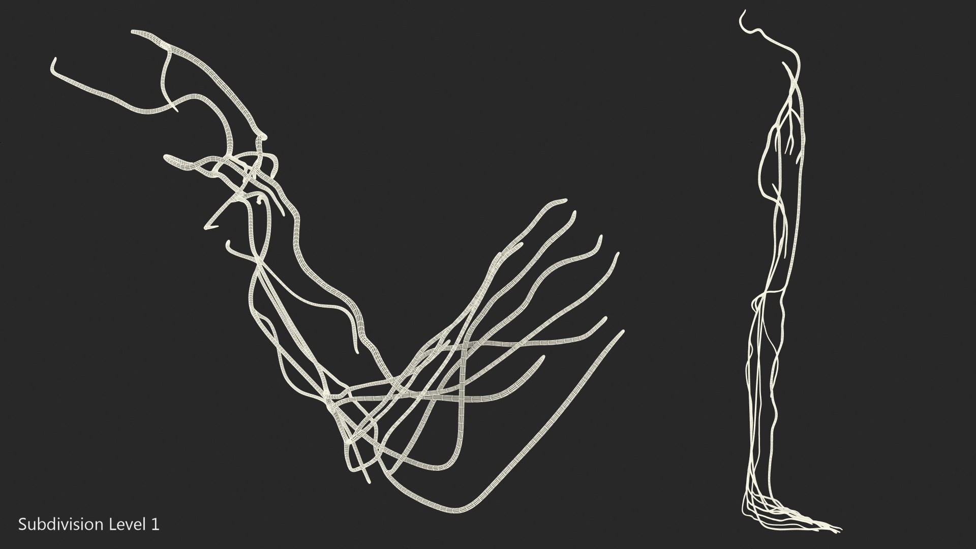 3D human leg nervous - TurboSquid 1459198