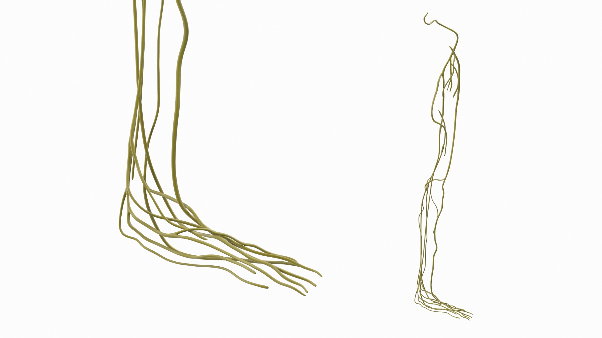 3D human leg nervous - TurboSquid 1459198