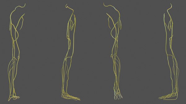3D human leg nervous - TurboSquid 1459198