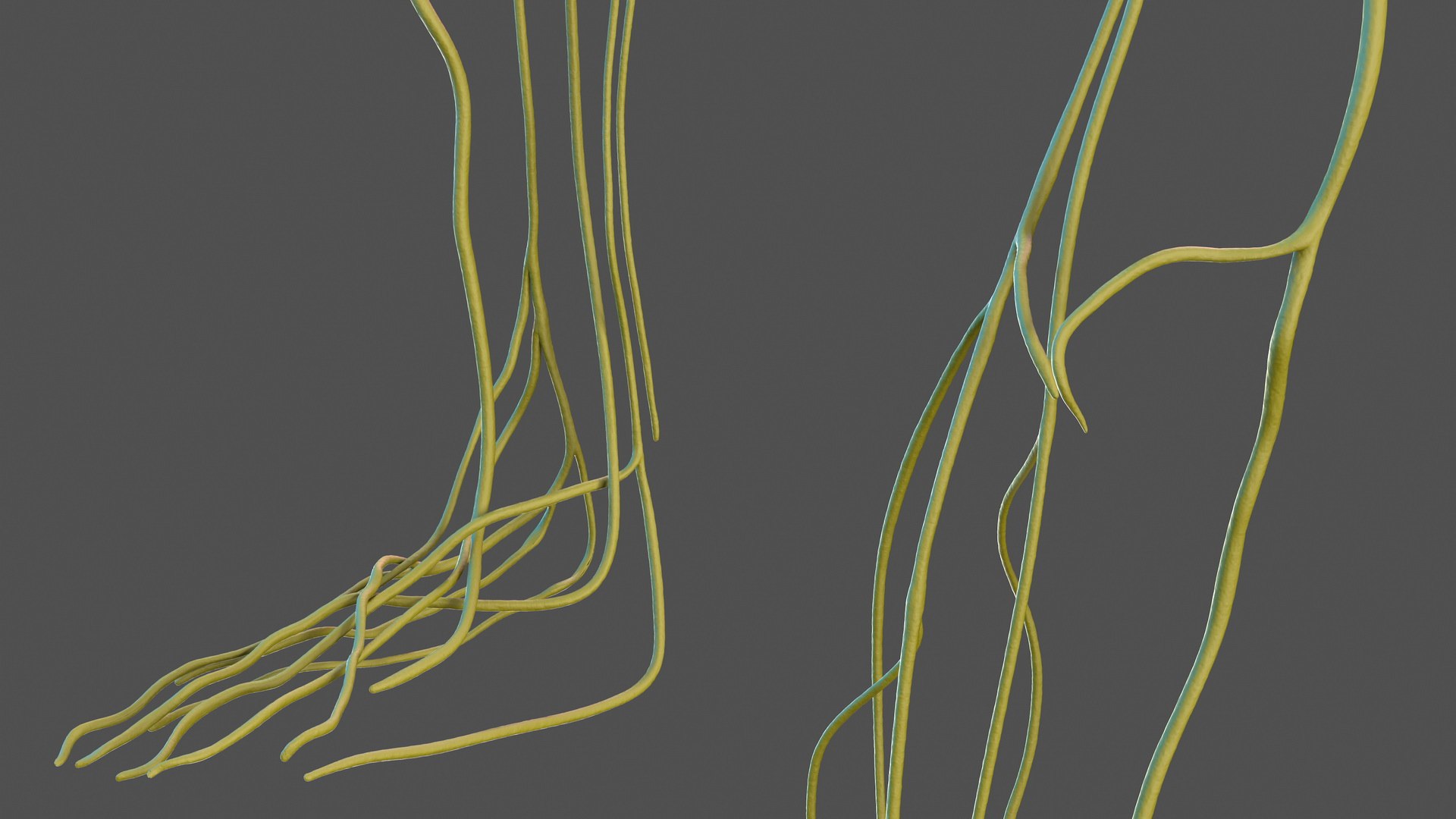 3D human leg nervous - TurboSquid 1459198