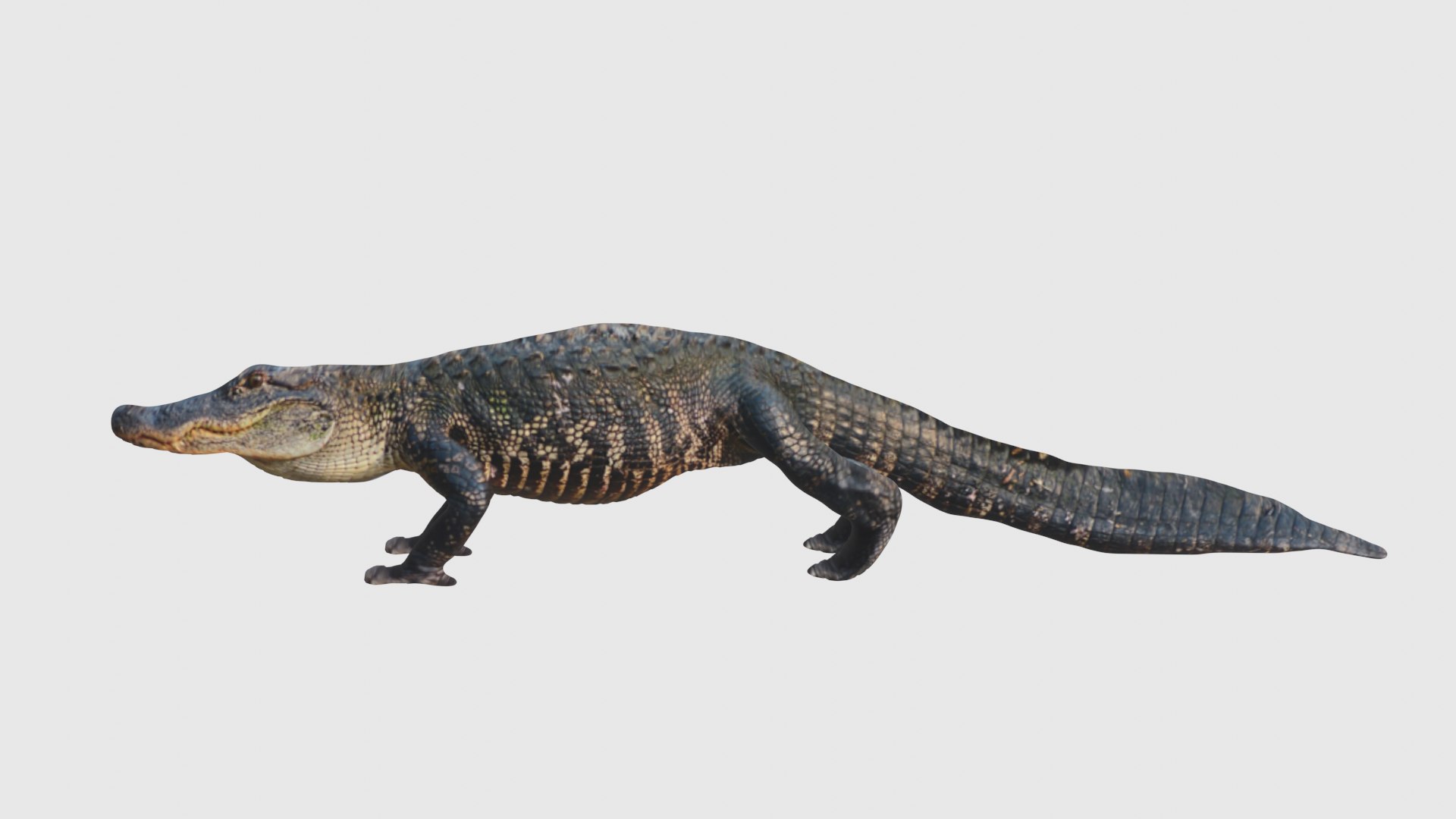 Low Poly Alligator Rigged With Realistic Texture 3D model - TurboSquid ...