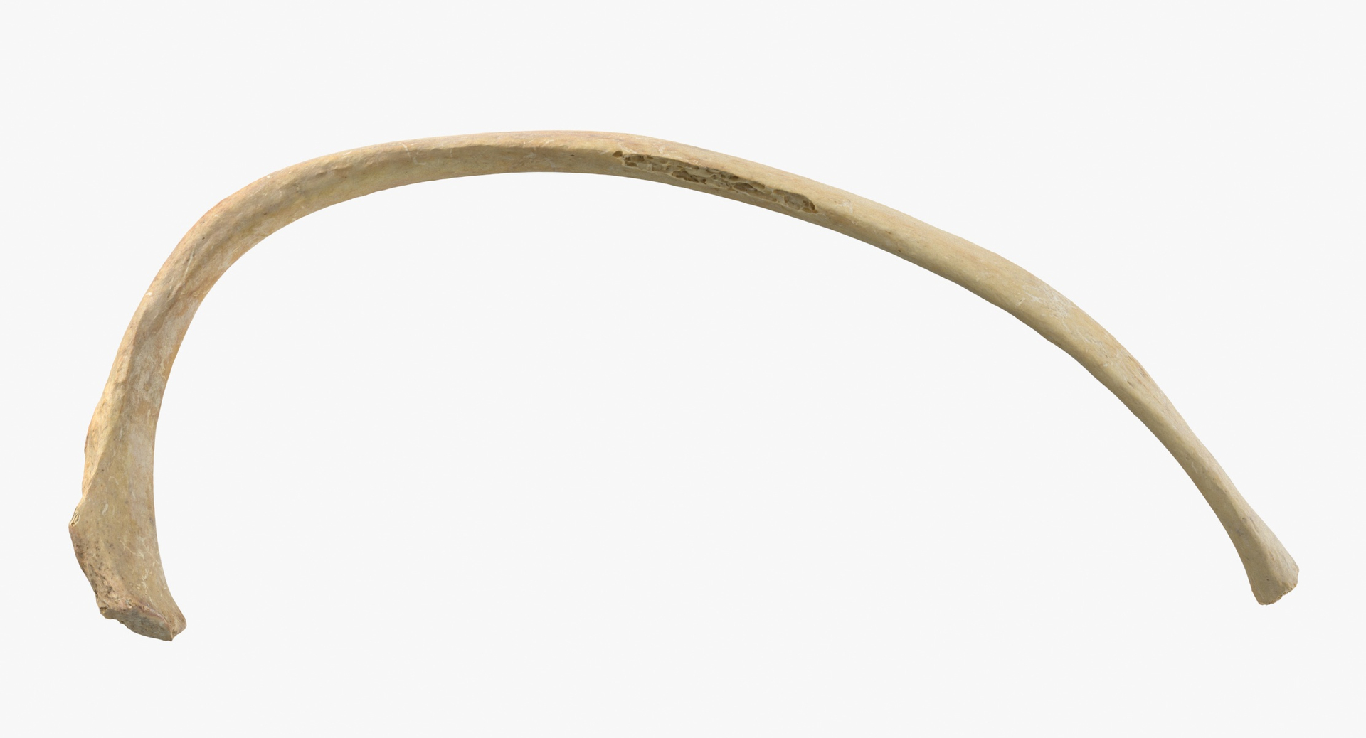 Costae Spurie False Rib Model - TurboSquid 1571521