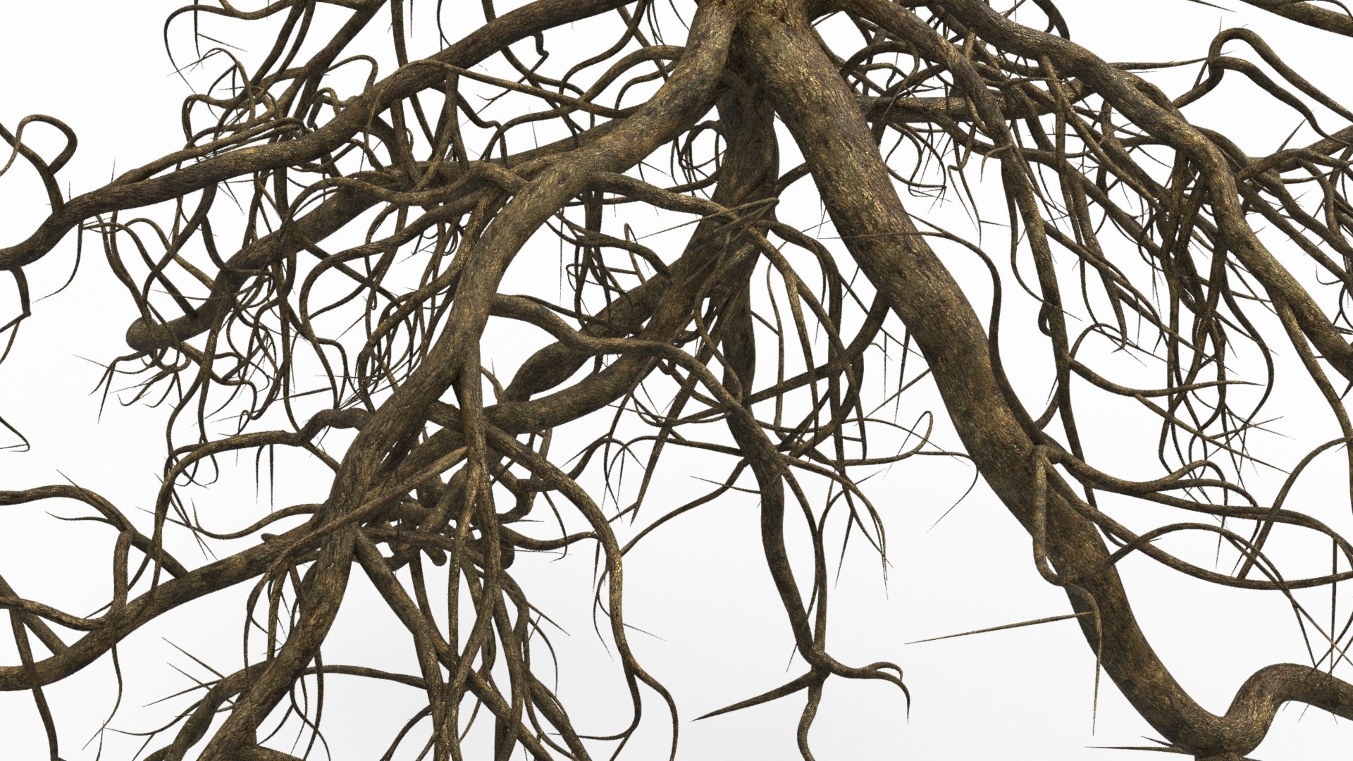 3D Roots Of Oak Model - TurboSquid 2324037