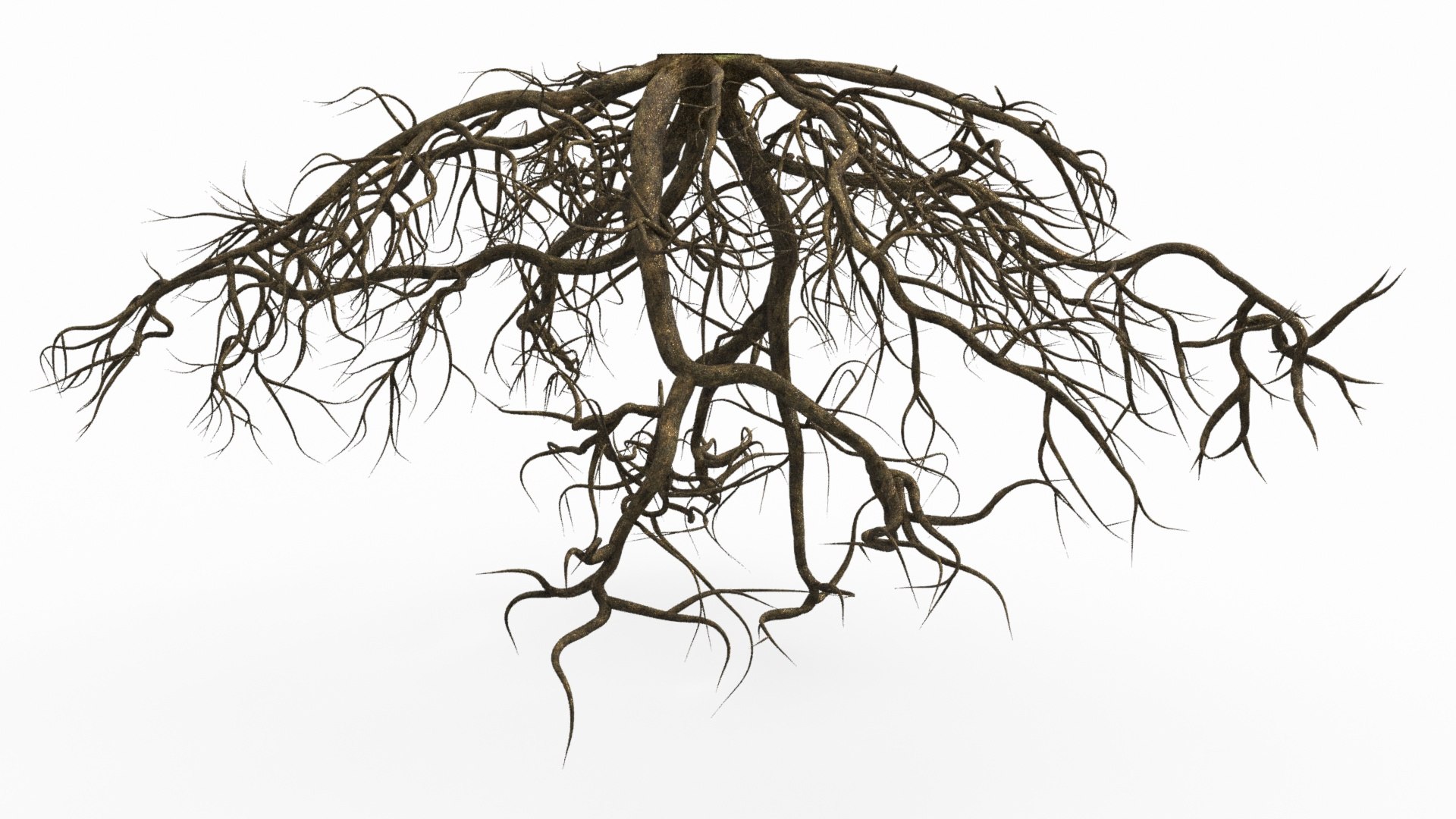 3D Roots Of Oak Model - TurboSquid 2324037