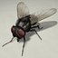 Housefly Animation Ma