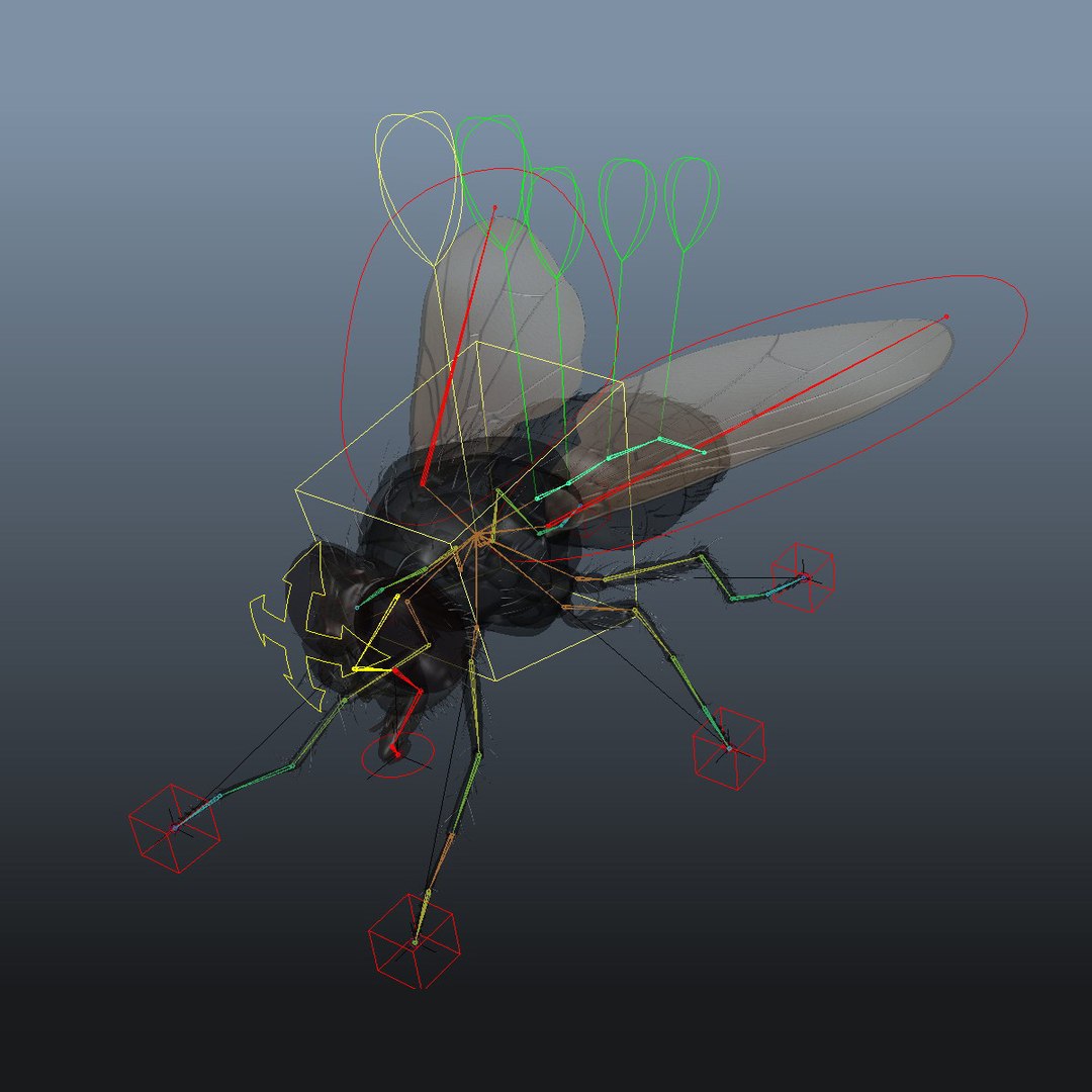 Housefly Animation Ma