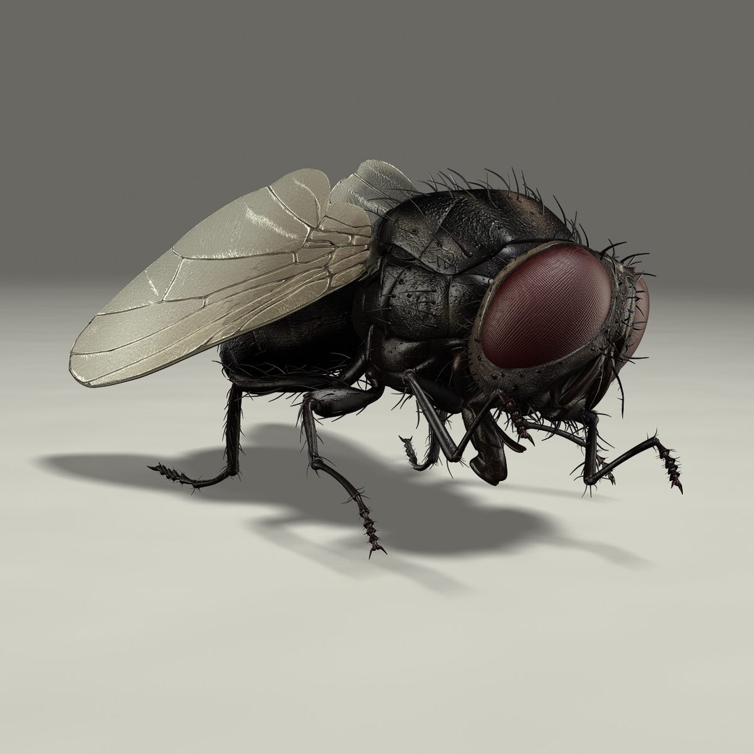 Housefly Animation Ma