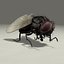 Housefly Animation Ma
