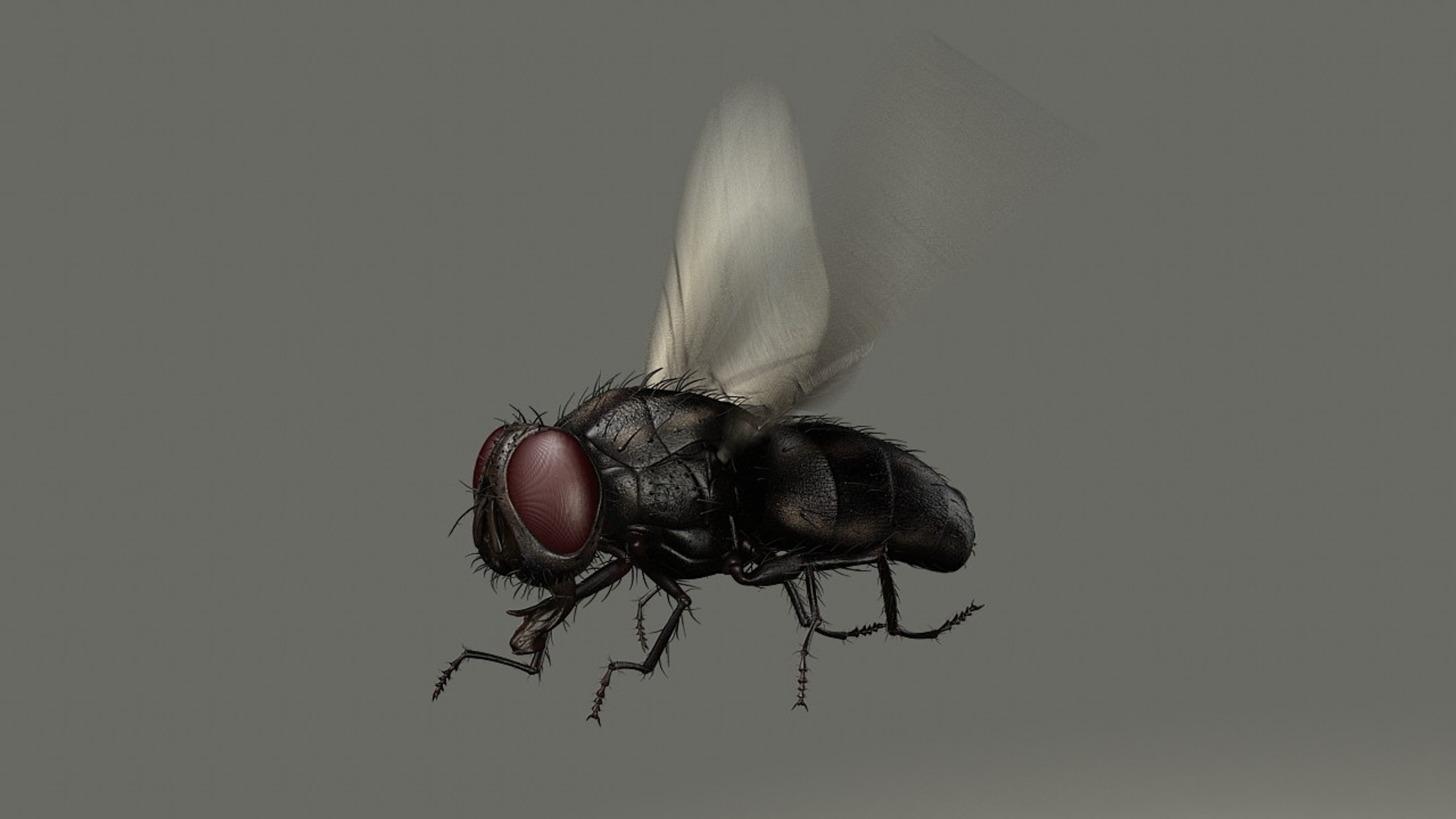 Housefly Animation Ma