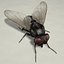 Housefly Animation Ma