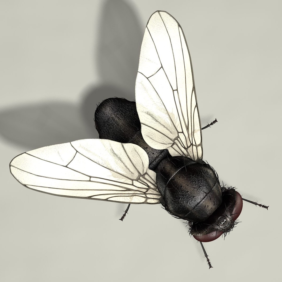 Housefly Animation Ma