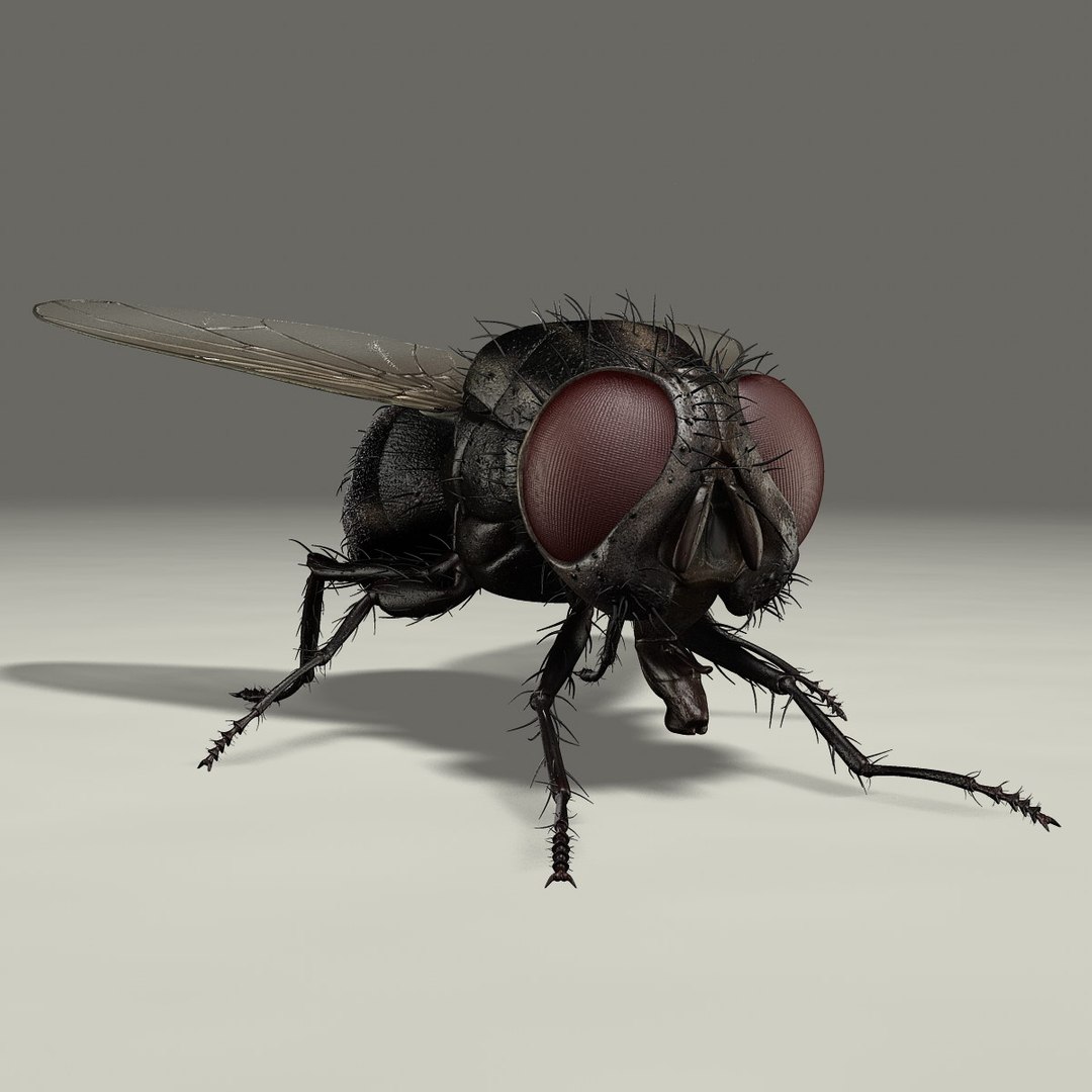 Housefly Animation Ma