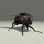 Housefly Animation Ma