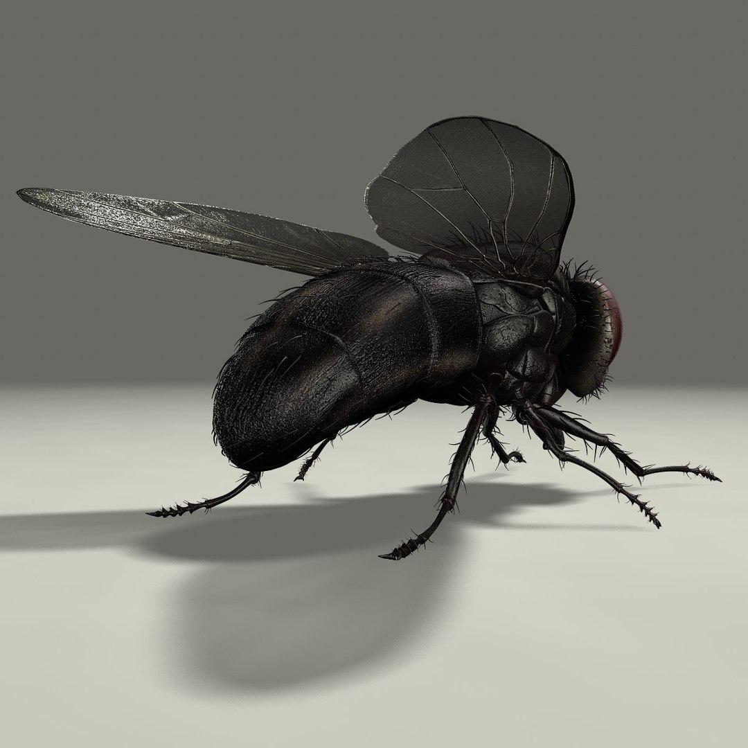 Housefly Animation Ma