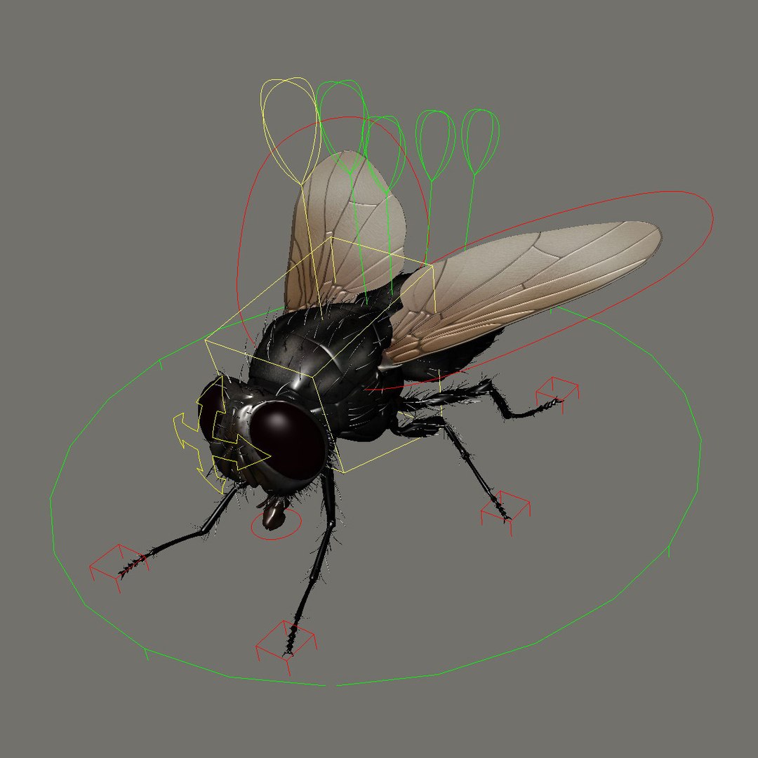 Housefly Animation Ma