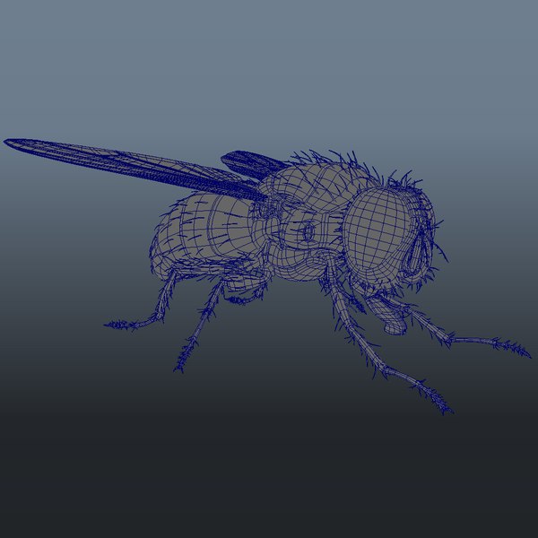 housefly animation ma