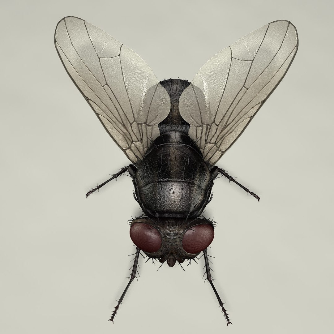 Housefly Animation Ma
