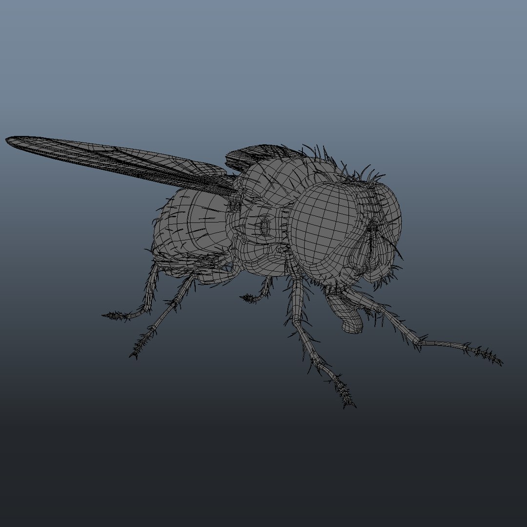 Housefly Animation Ma
