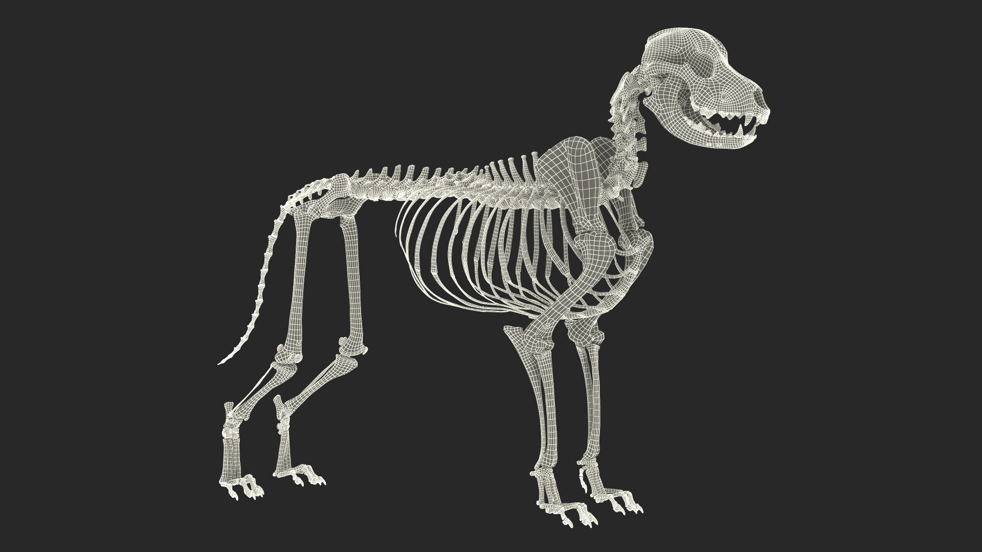 3D Dog Skeleton Anatomy - TurboSquid 2391778