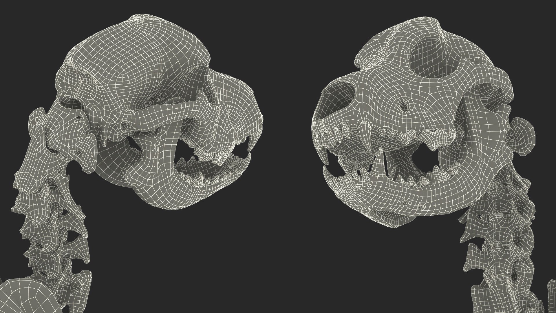 3D Dog Skeleton Anatomy - TurboSquid 2391778