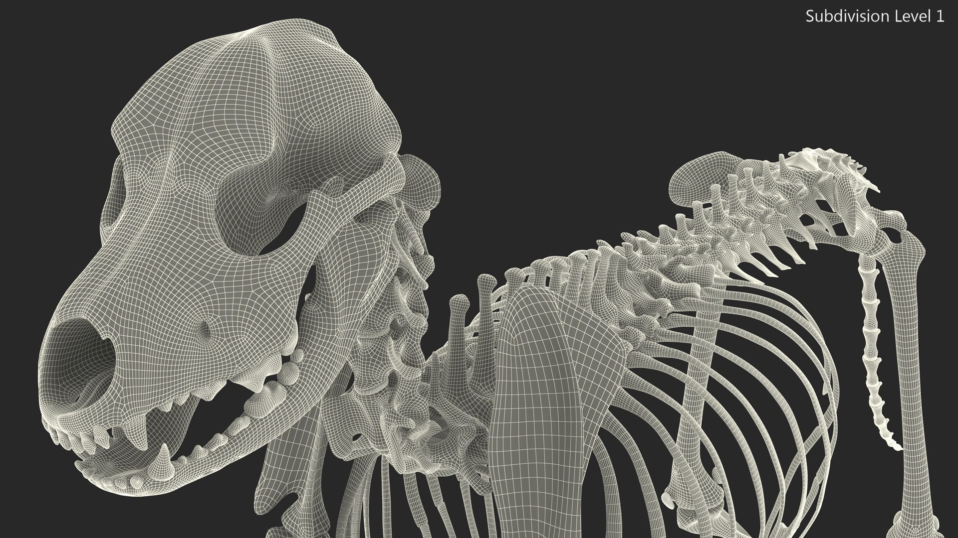 3D Dog Skeleton Anatomy - TurboSquid 2391778