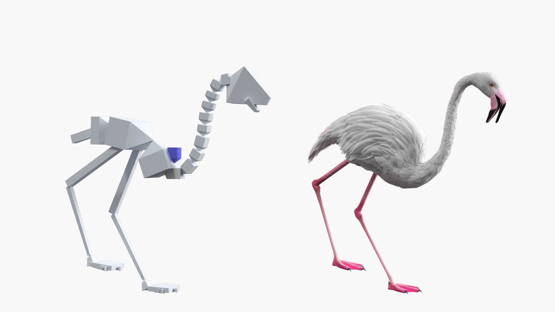 Albino Flamingo Bird White Rigged 3D Model - TurboSquid 2464997