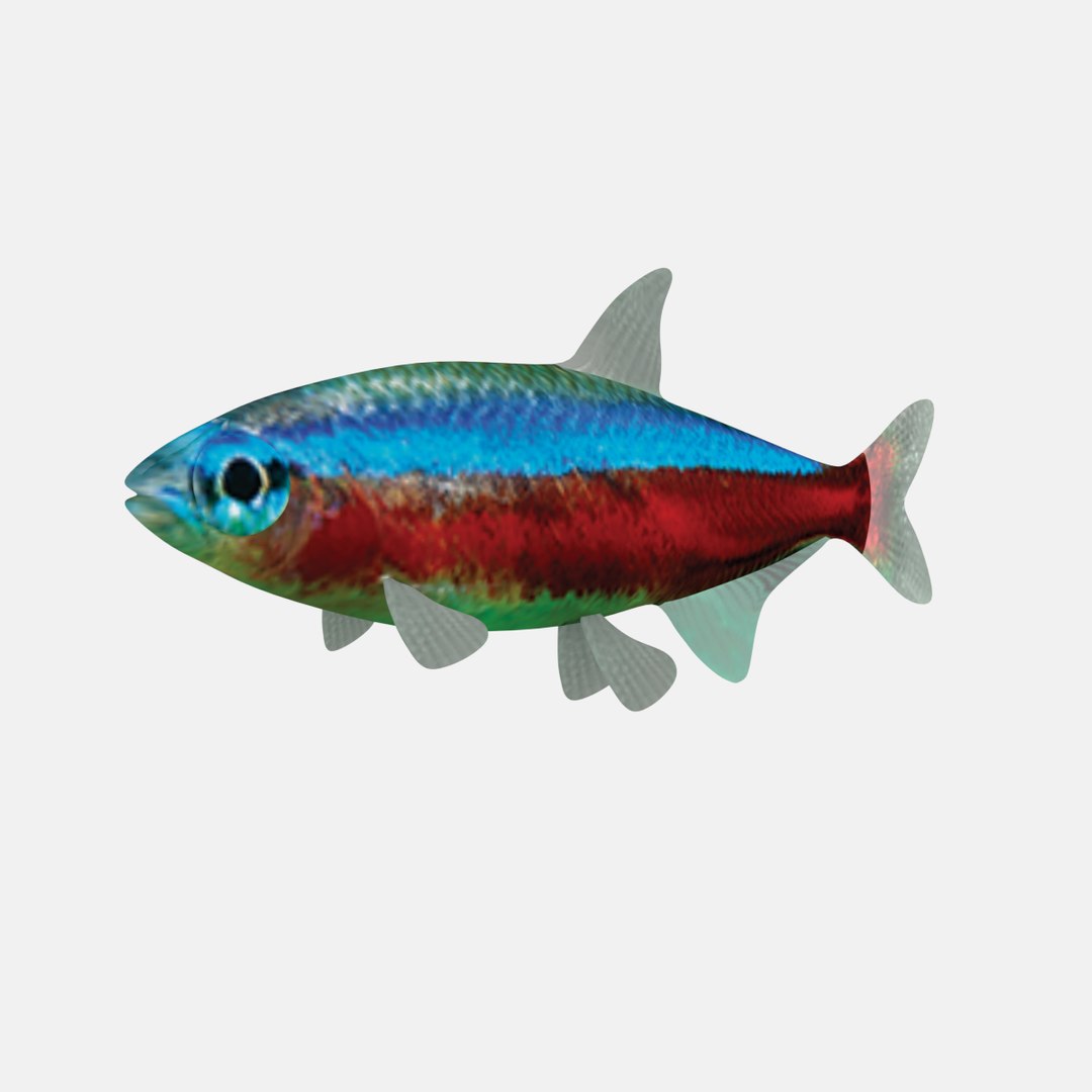 3D Cardinal Tetra - TurboSquid 1196611