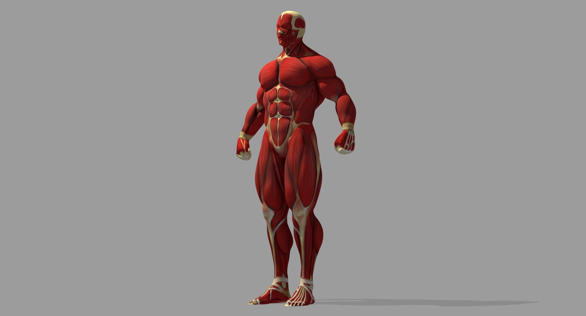 Muscle Anatomy Reference 3D Model - TurboSquid 1375971