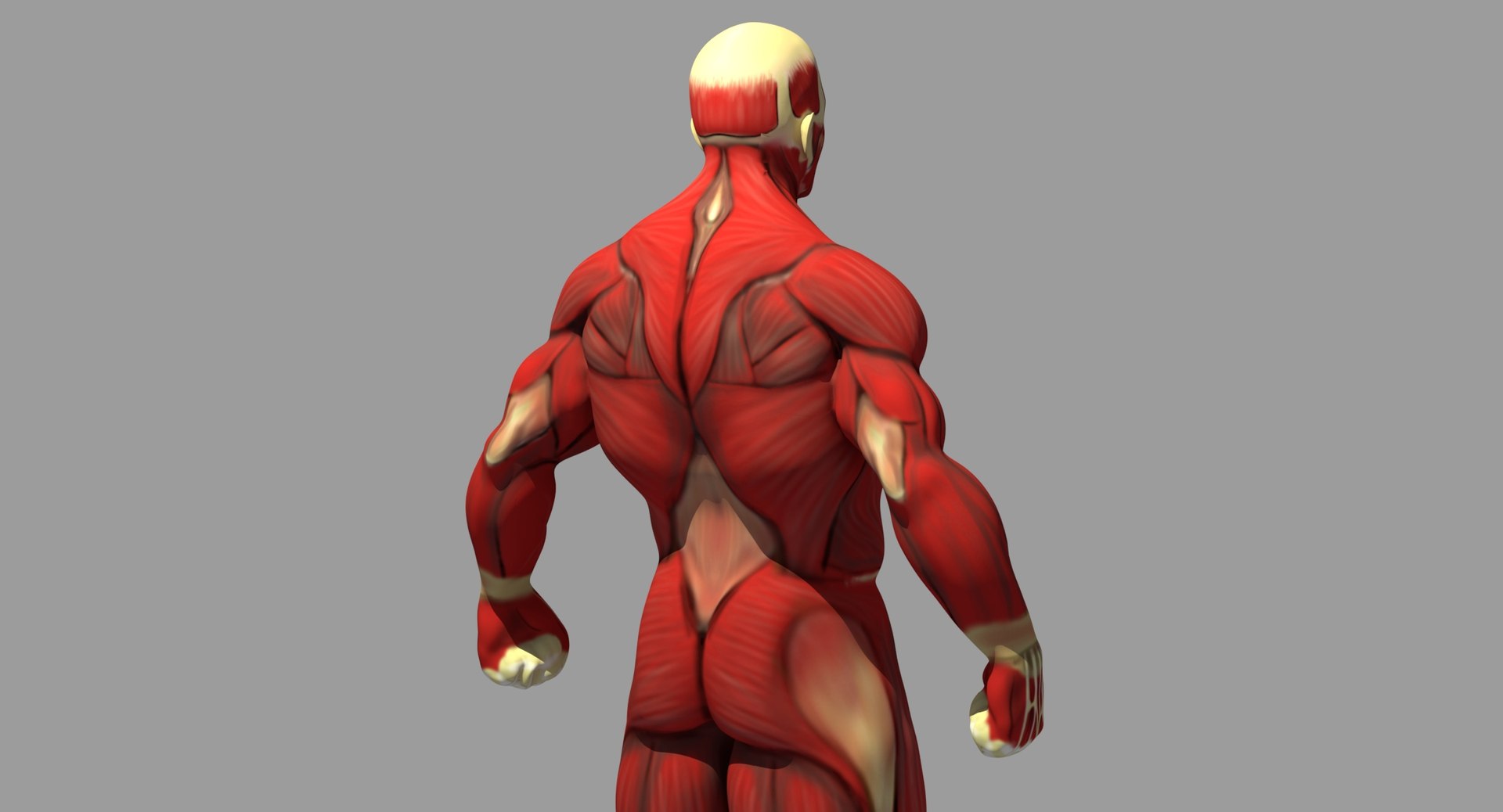 Muscle Anatomy Reference 3D Model - TurboSquid 1375971
