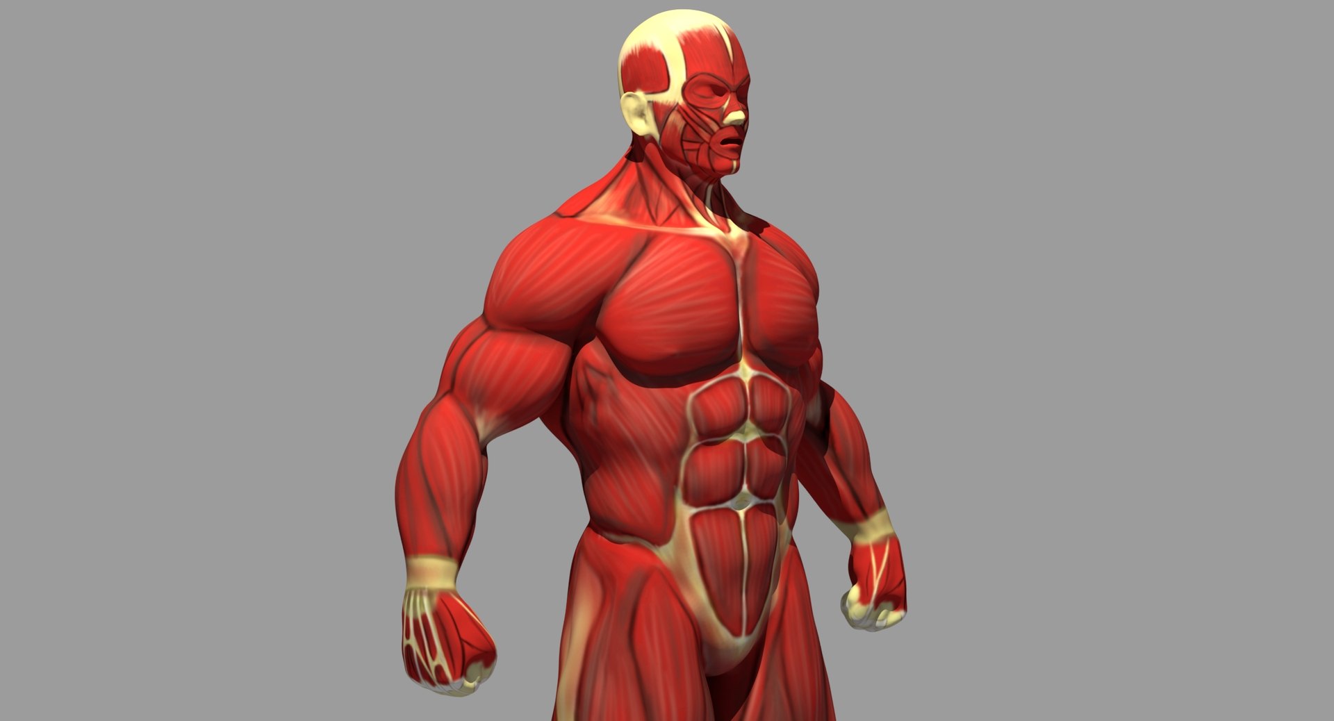 Muscle Anatomy Reference 3D Model - TurboSquid 1375971