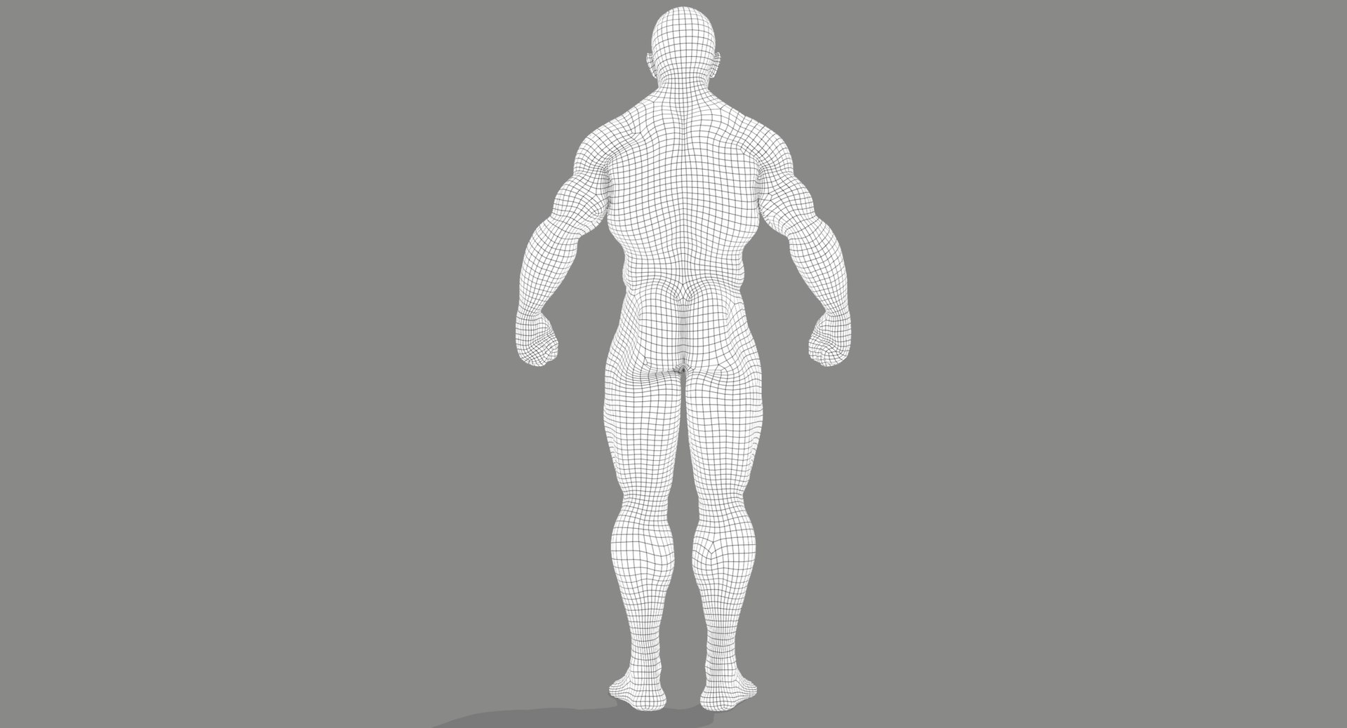 Muscle Anatomy Reference 3D Model - TurboSquid 1375971