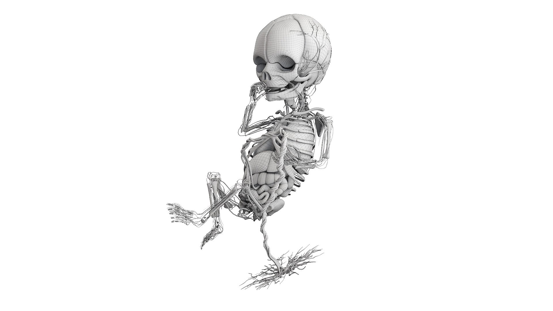 fetus skeleton drawing