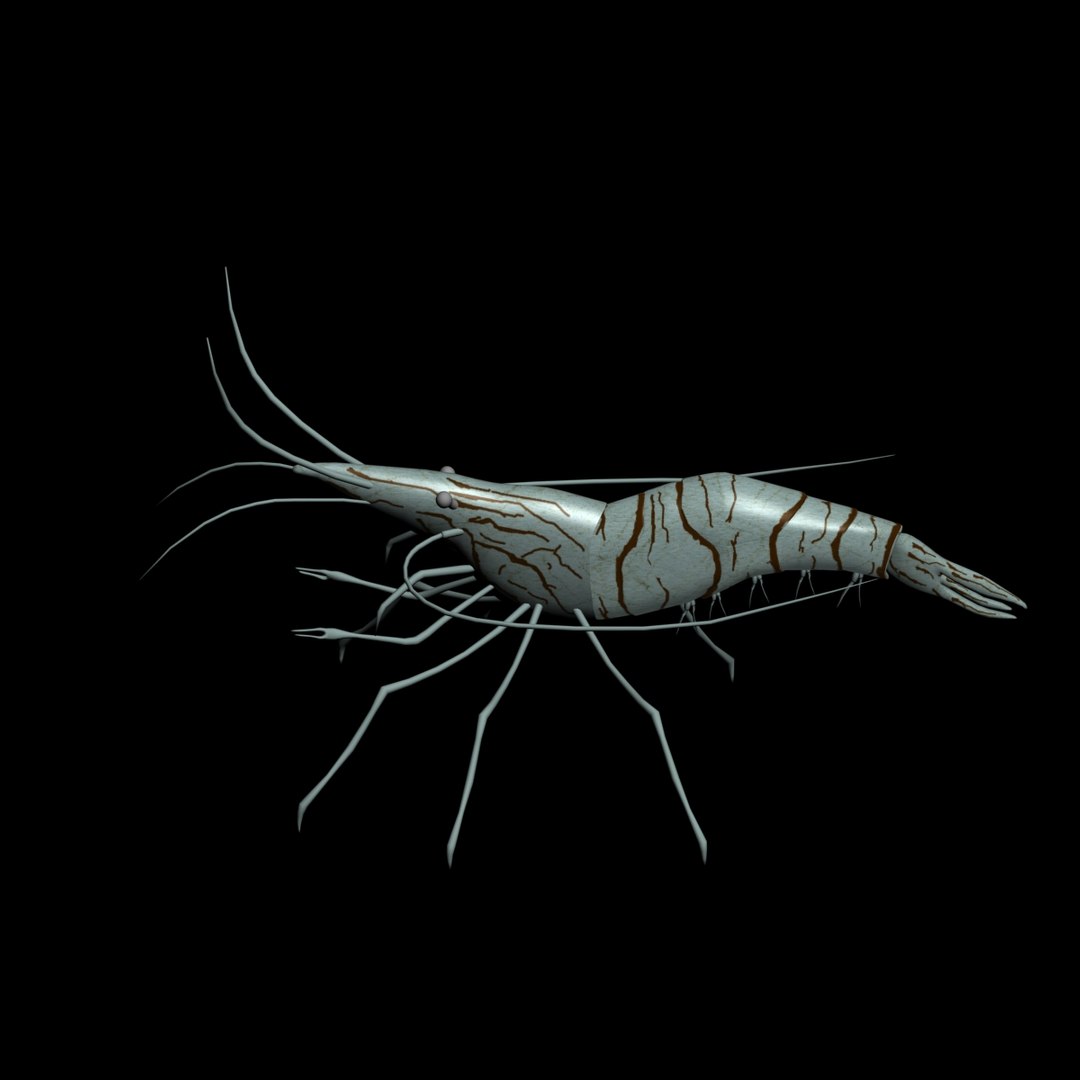 3ds Max Common Prawn