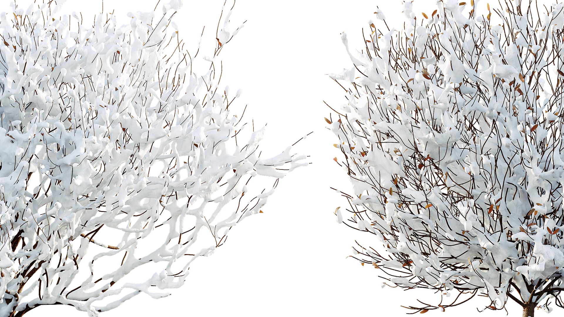 AV Plants Cistus Albidus Zistrose Winter Snow 3D - TurboSquid 2344934