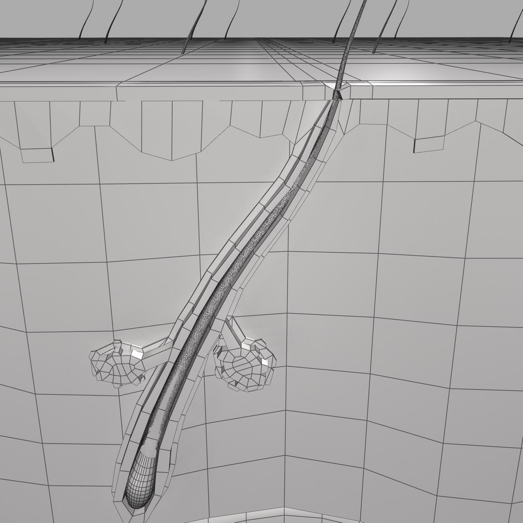 3d Acne Hair Follicle Animation