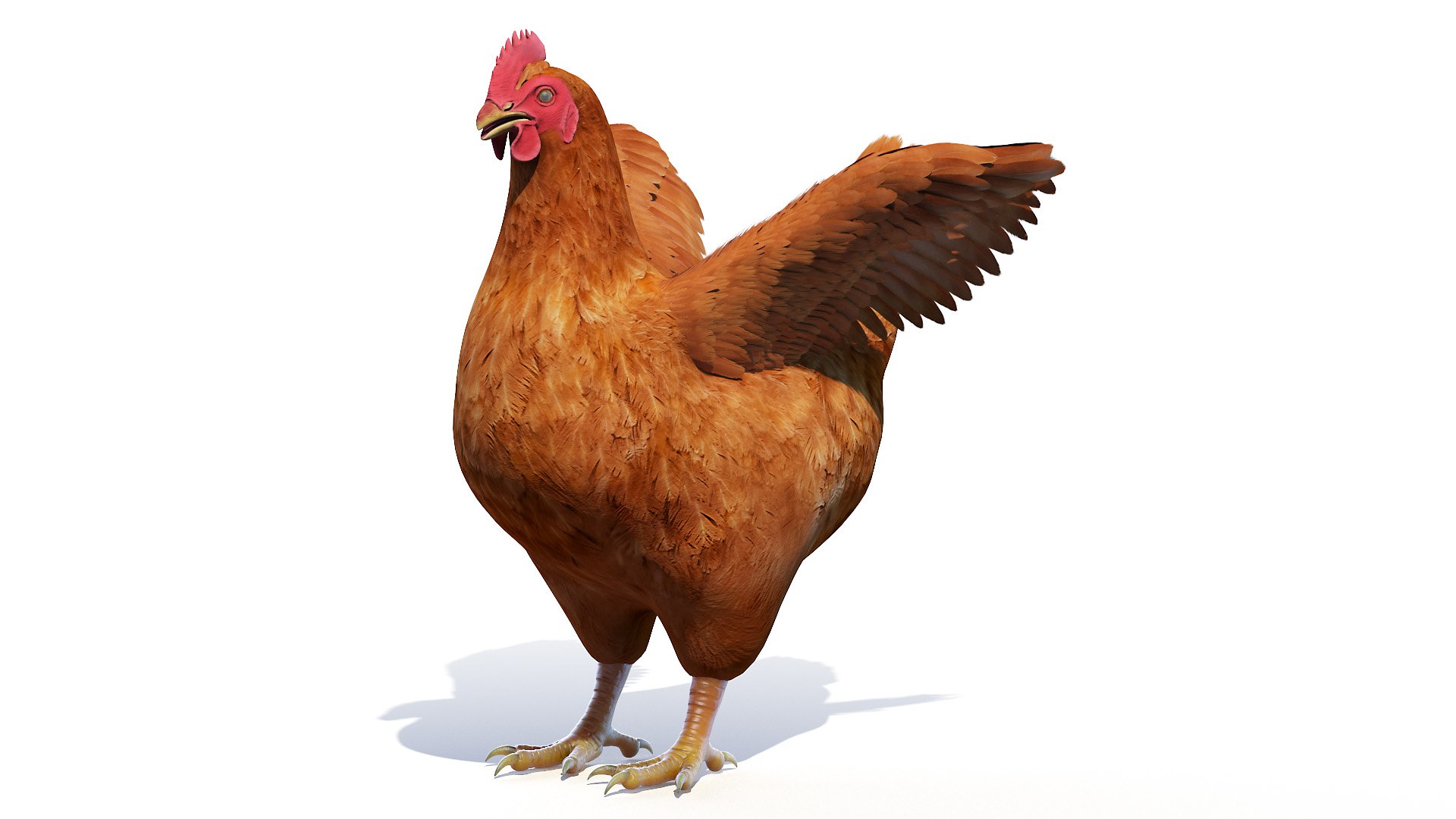 Chicken Body And Skeleton Static 3D Model - TurboSquid 1910414