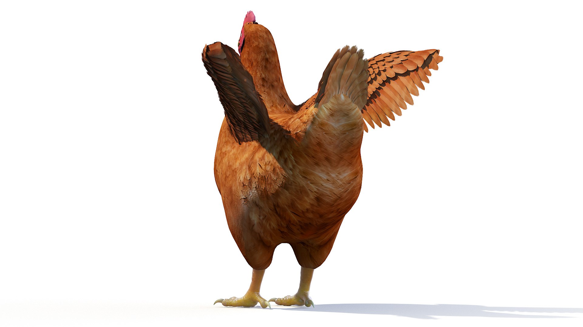 Chicken Body And Skeleton Static 3D Model - TurboSquid 1910414
