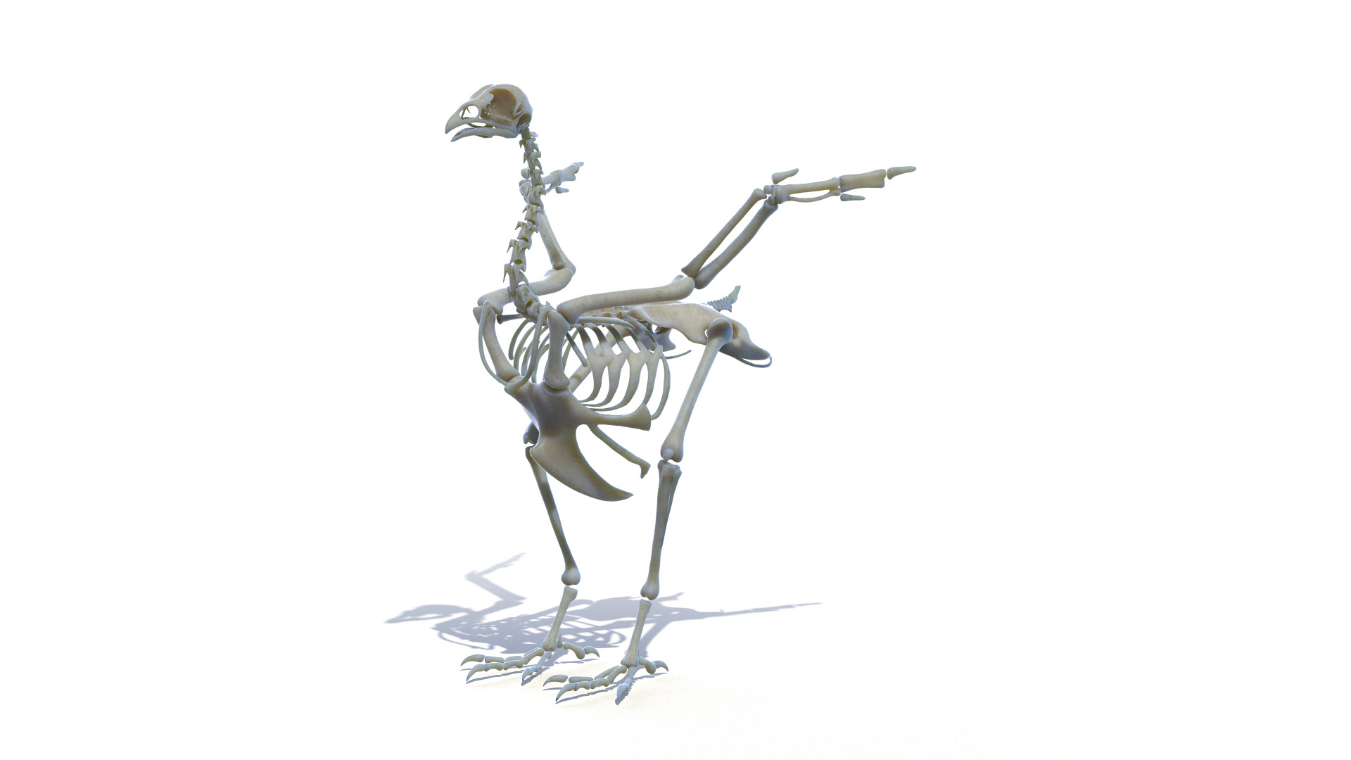 Chicken Body And Skeleton Static 3D Model - TurboSquid 1910414