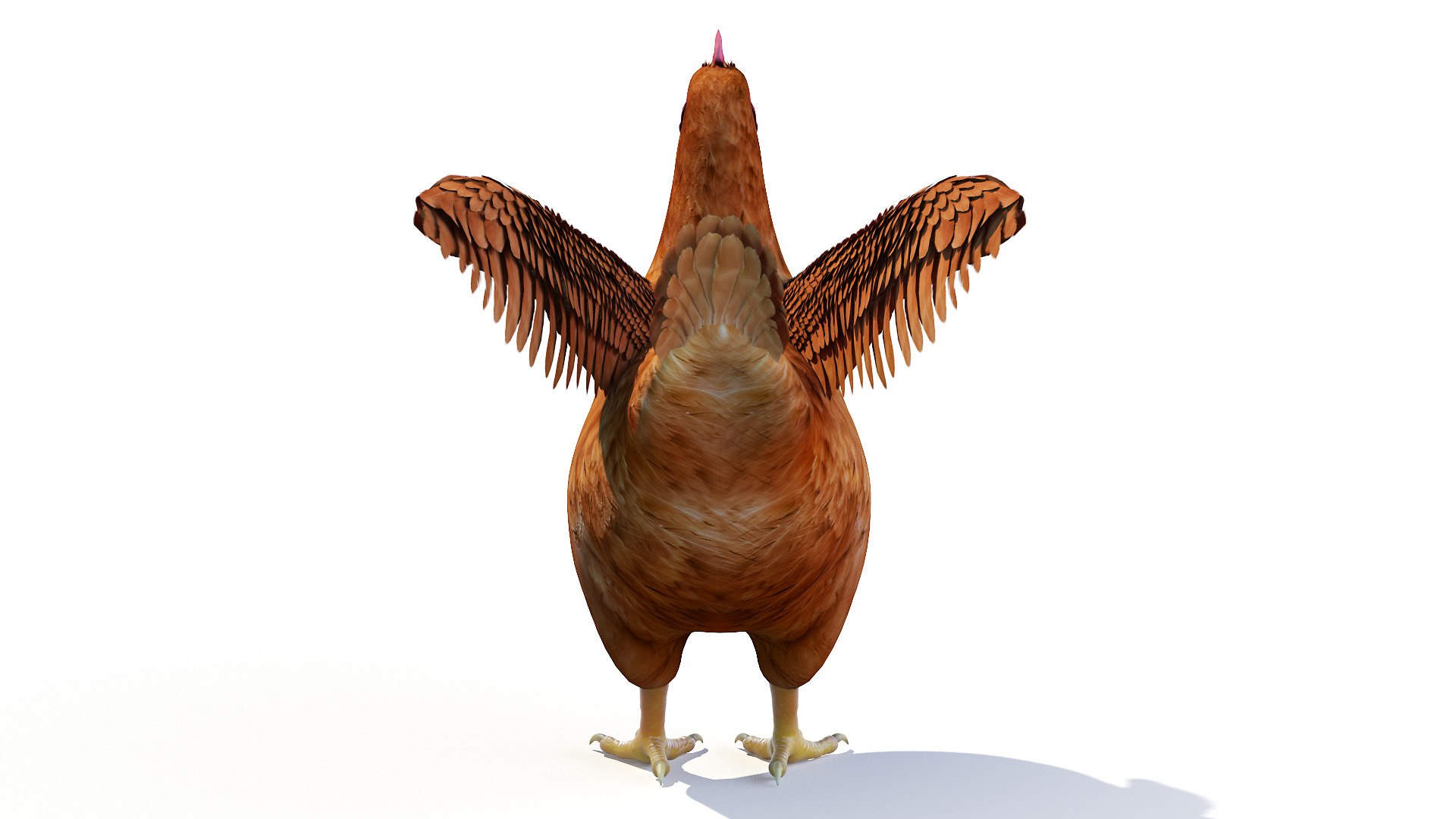 Chicken Body And Skeleton Static 3D Model - TurboSquid 1910414