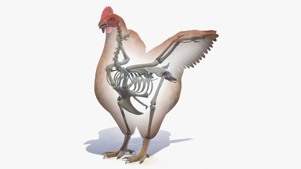 Chicken Body and Skeleton Static 3D model - TurboSquid 1910414