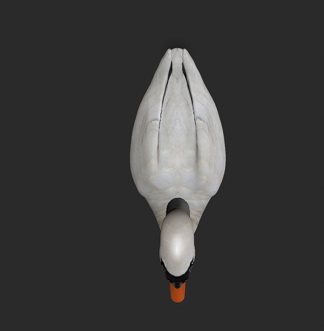 3D Swan - TurboSquid 1648859