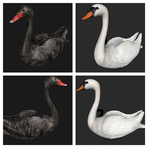3D Swan Bird - TurboSquid 2083898