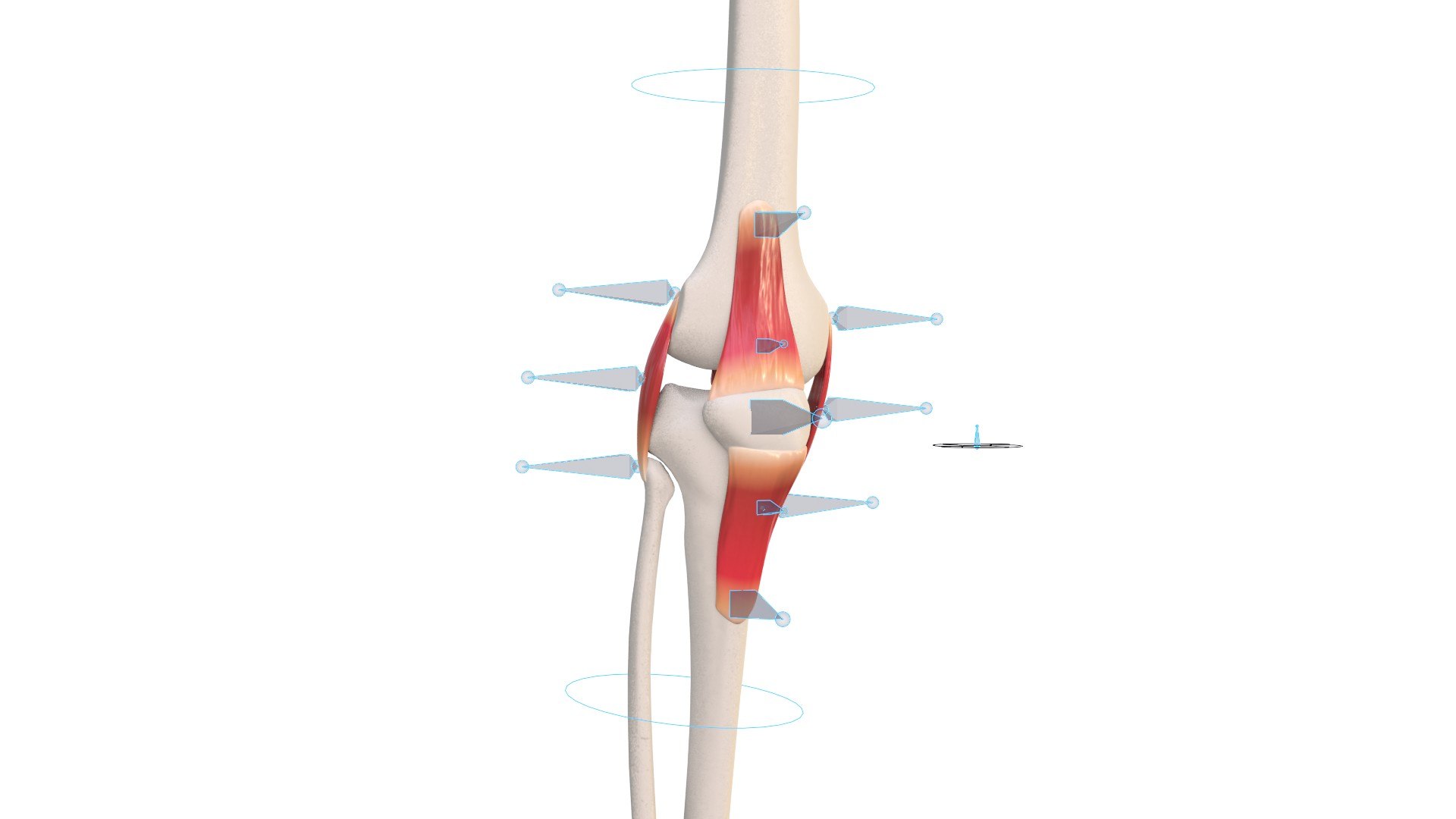 Knee Anatomy Template 3D - TurboSquid 2086717
