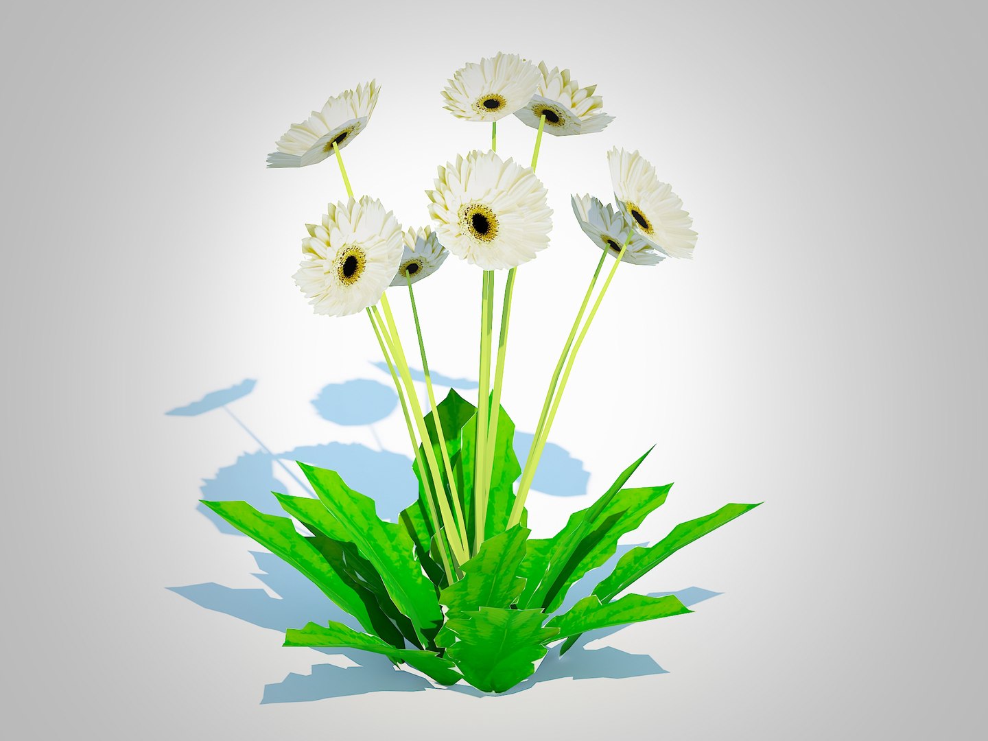 Gerbera - Gerbera DaisyWhiteFlower 3D Model - TurboSquid 2306846