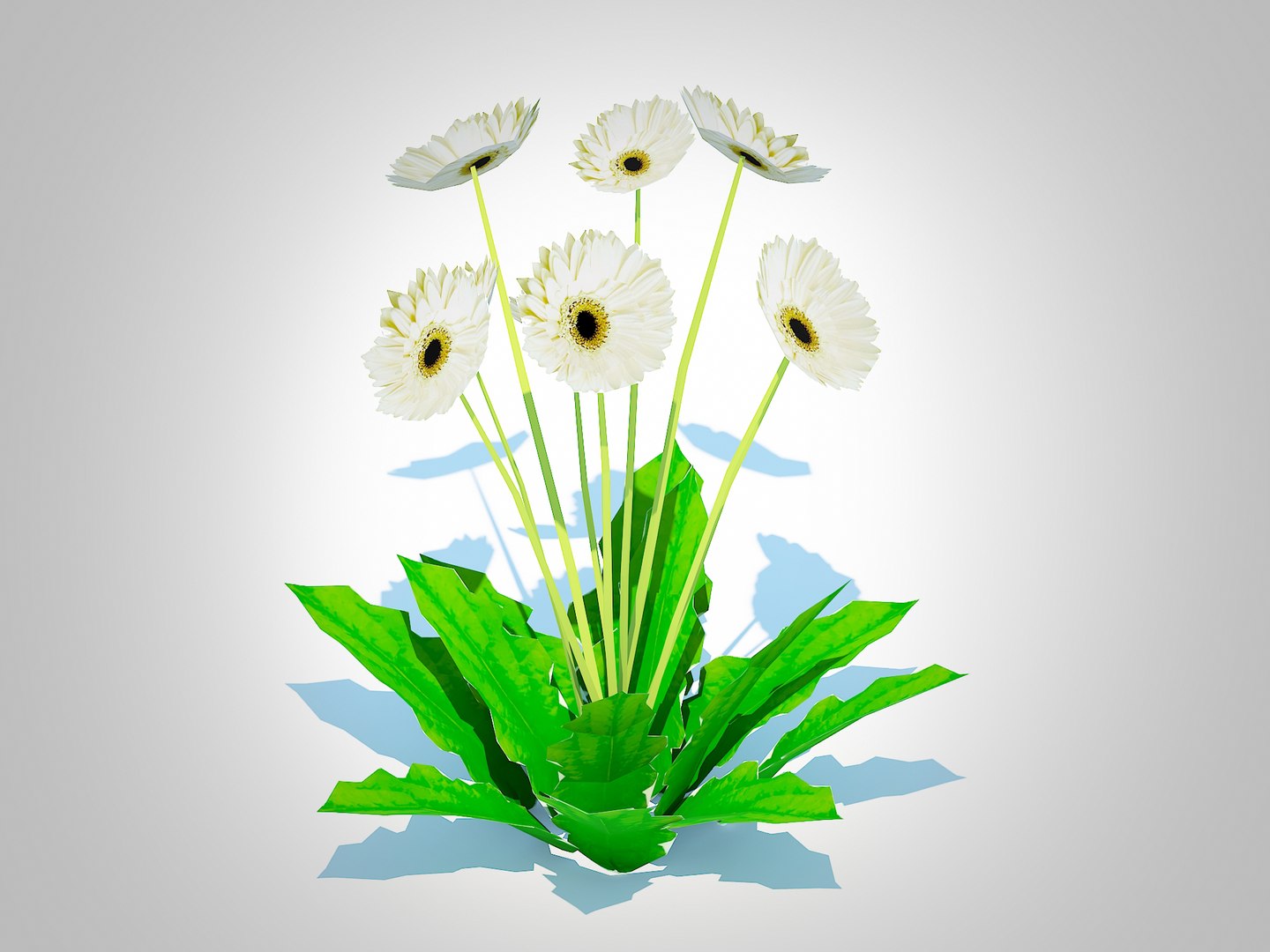 Gerbera - Gerbera DaisyWhiteFlower 3D Model - TurboSquid 2306846