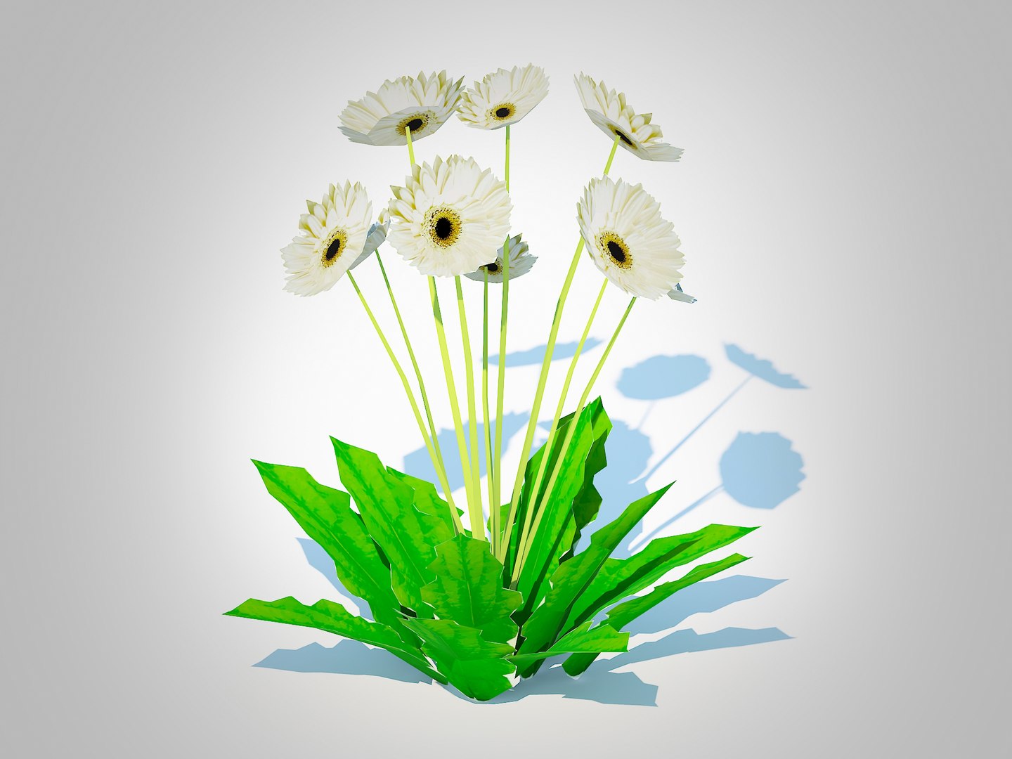 Gerbera - Gerbera DaisyWhiteFlower 3D Model - TurboSquid 2306846