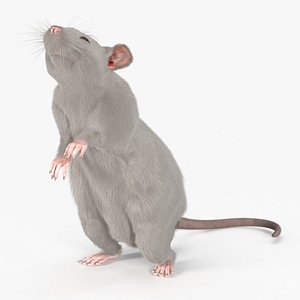 3D Rat Models - Browse & Download Formats - TurboSquid