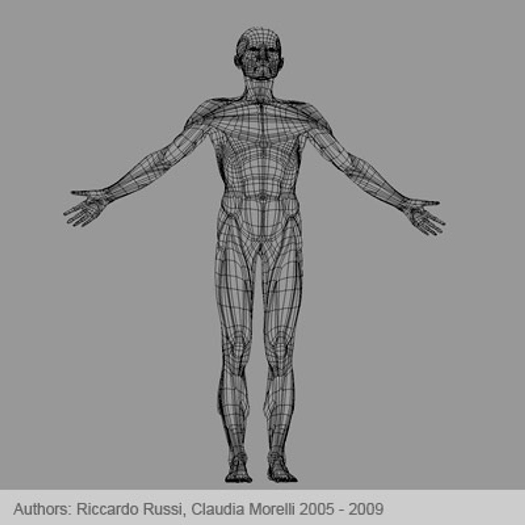 3d Model Muscular External Muscles