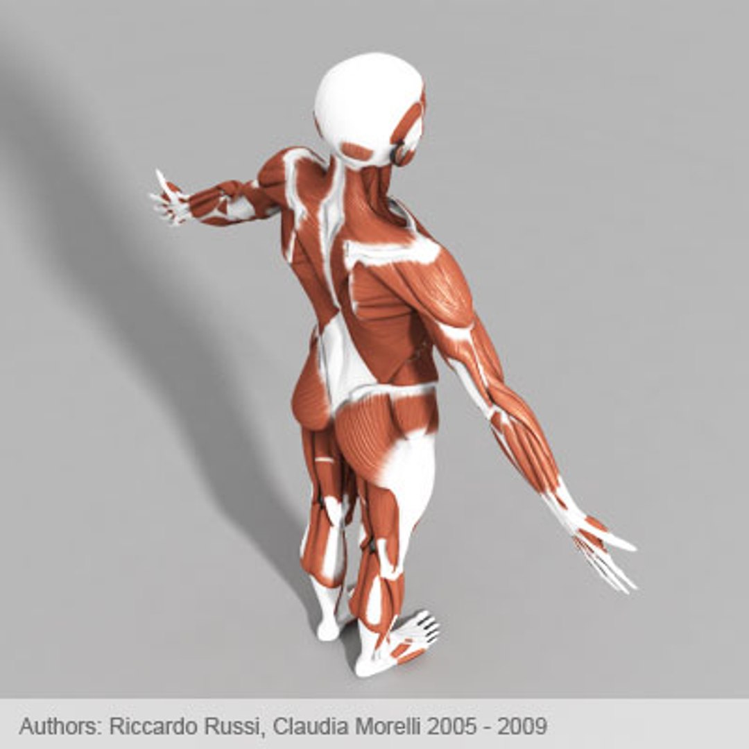 3d Model Muscular External Muscles